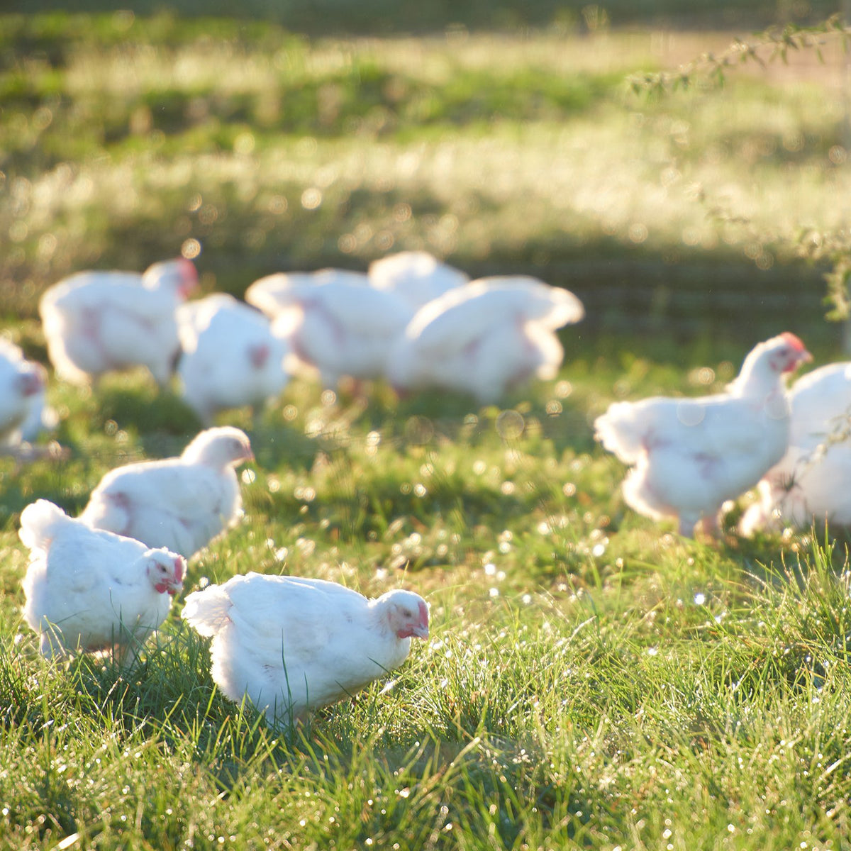 HORIZON FARMS について – Horizon Farms Wholesale